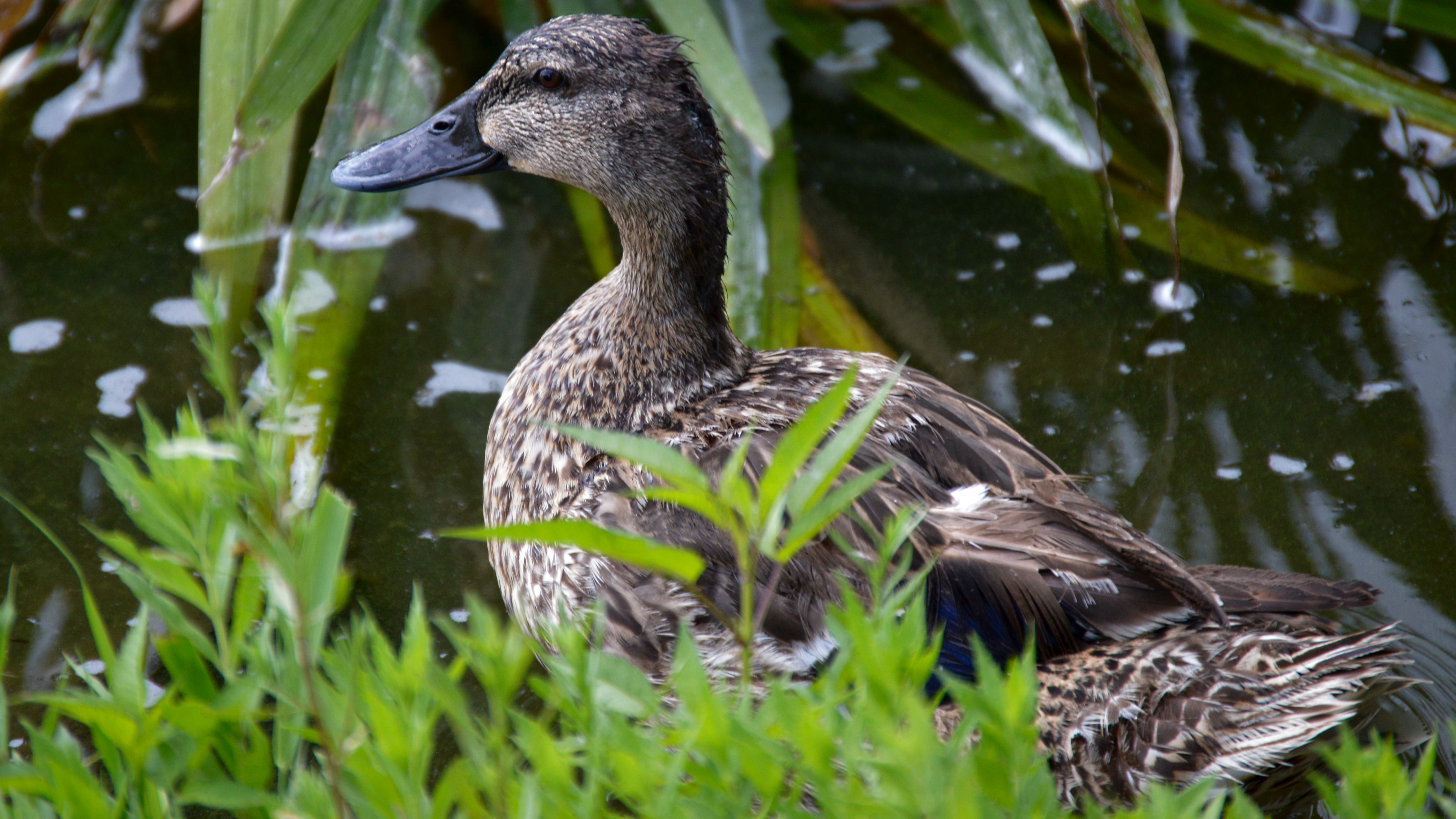 Female Mallard | Shutterbug